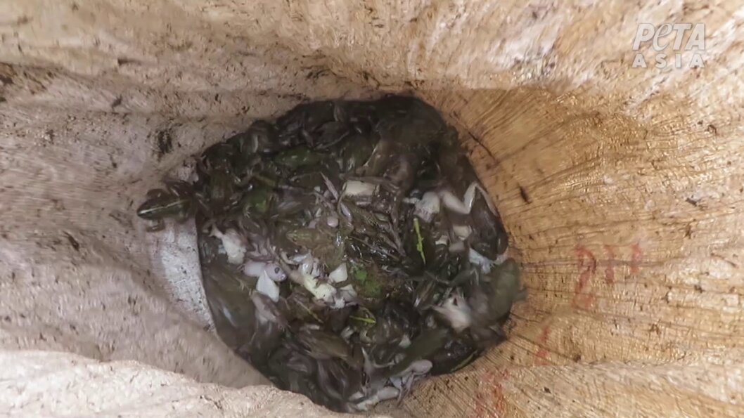 PETA Asia Uncovers Cruelty in the Frog-Legs Industry - News - PETA ...