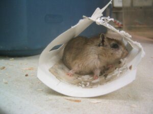 6 Steps to Saving Animals Stuck on Glue Traps - PETA Australia