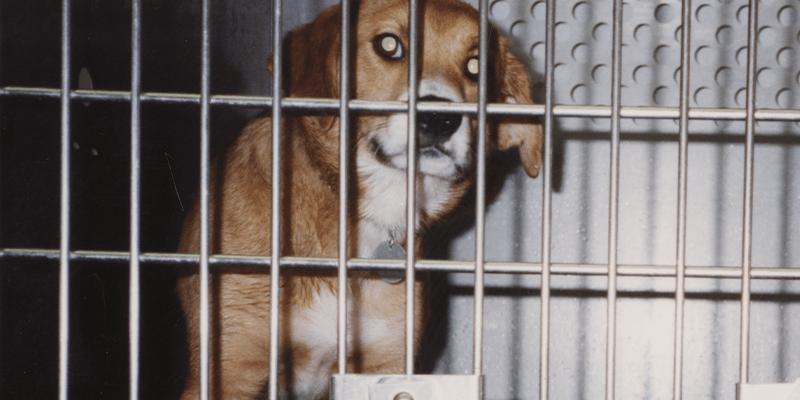 PETA’s New Ad Blames Meat-Eaters for Amazon Fires - News - PETA Australia