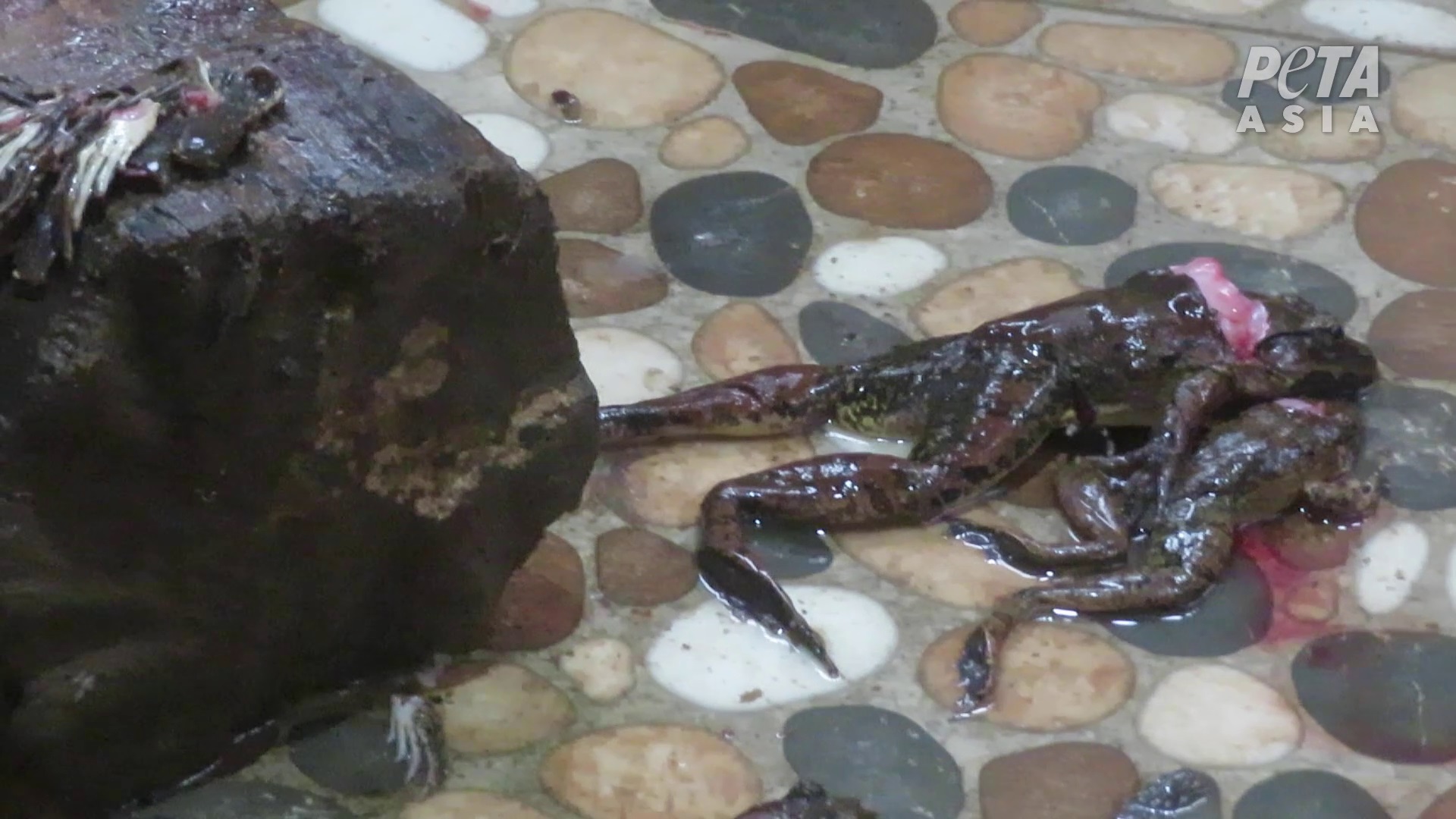 PETA Asia Uncovers Cruelty in the Frog-Legs Industry - News - PETA ...