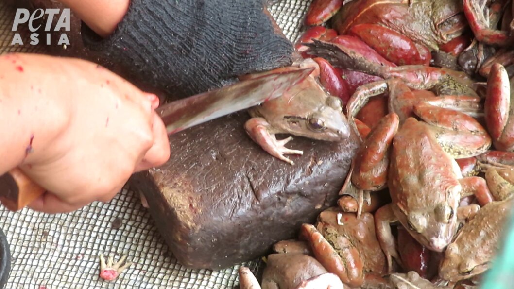 PETA Asia Uncovers Cruelty in the Frog-Legs Industry - News - PETA ...