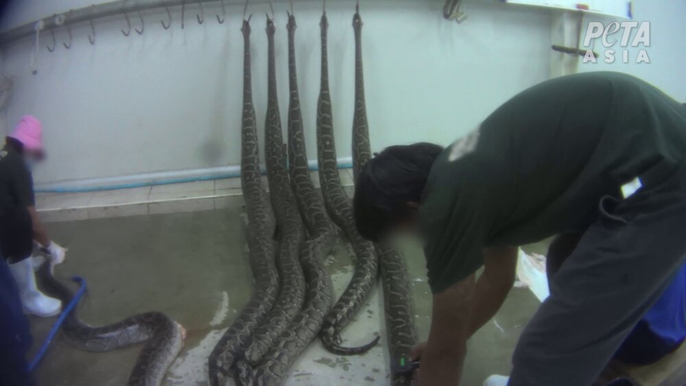 Gucci Parent Company Connected to Gruesome Snake Killings - News - PETA ...