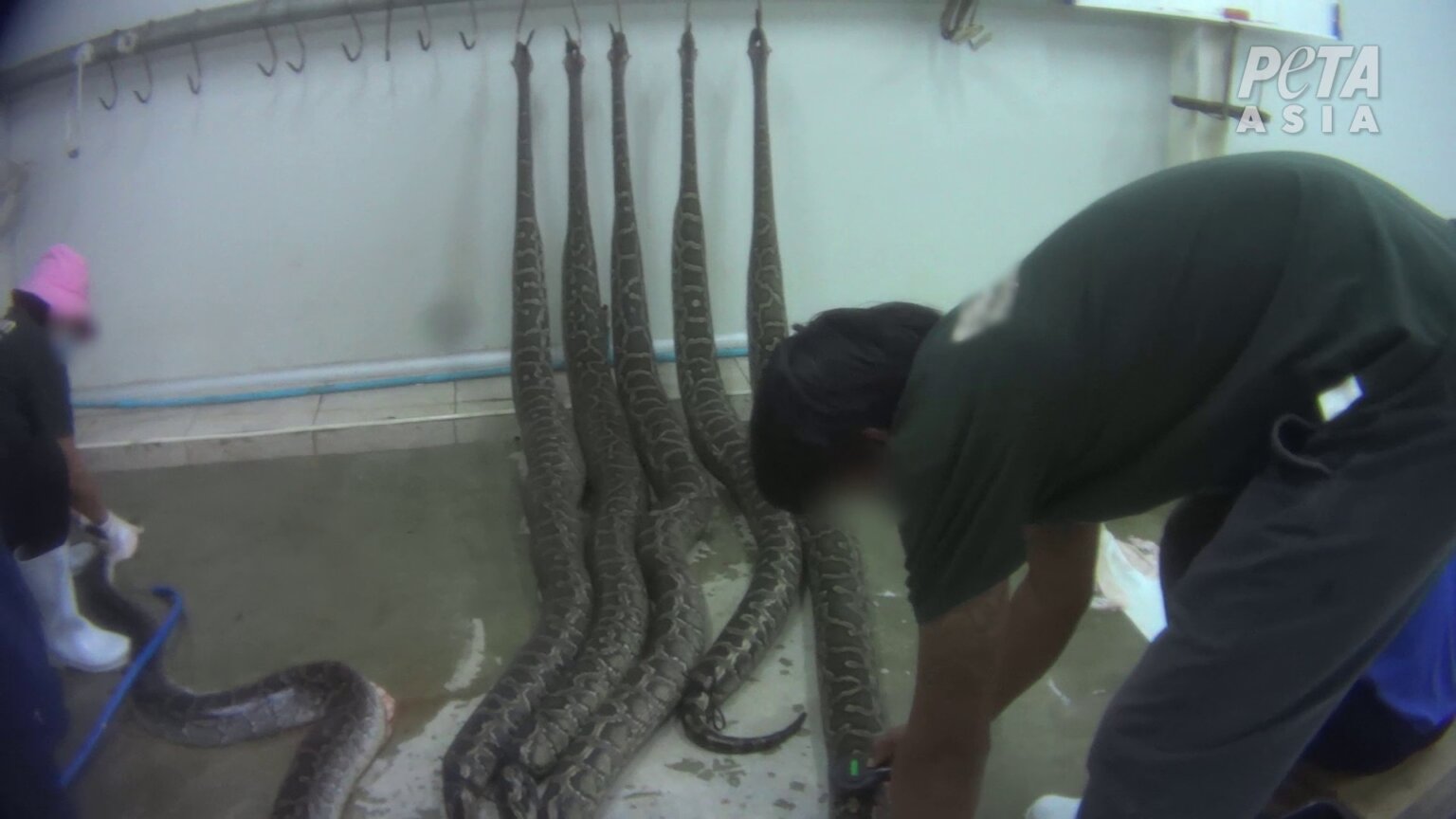 Gucci Parent Company Connected to Gruesome Snake Killings - News - PETA Australia