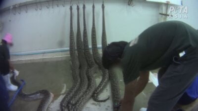 Gucci Parent Company Connected to Gruesome Snake Killings - News - PETA ...