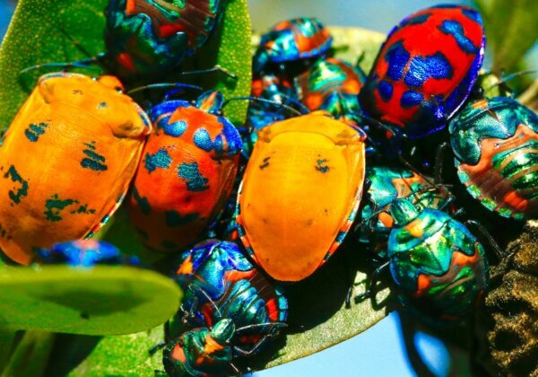 'Bluey' Receives Bug Bestie Award! - News - PETA Australia