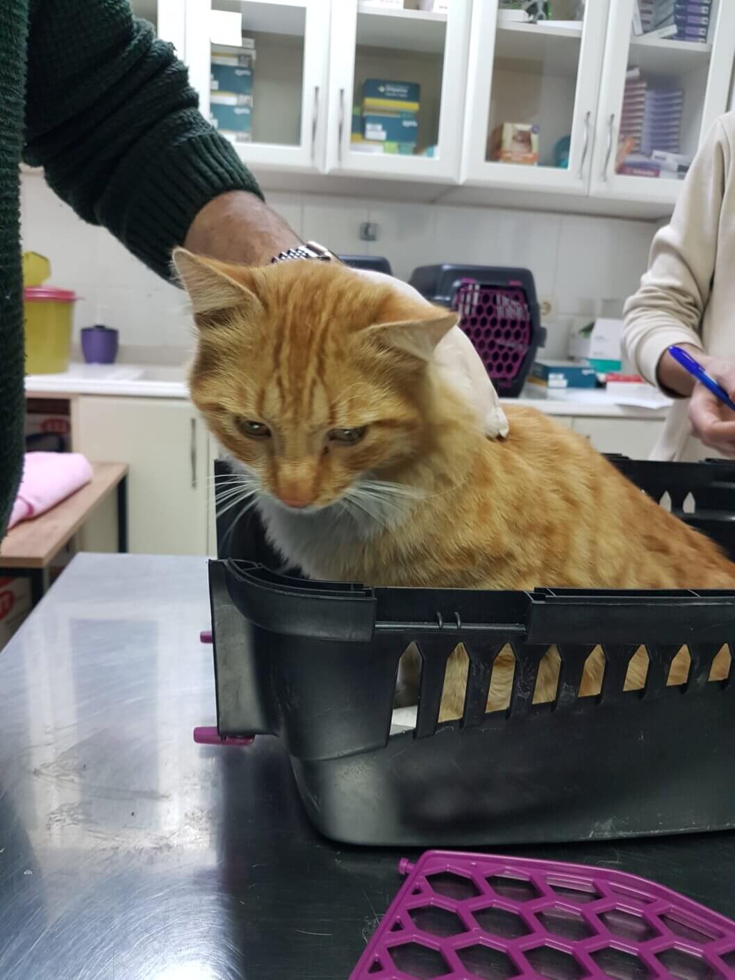 Earthquake Updates: PETA UK’s Rescuing Cats, Dogs, and Birds Trapped ...