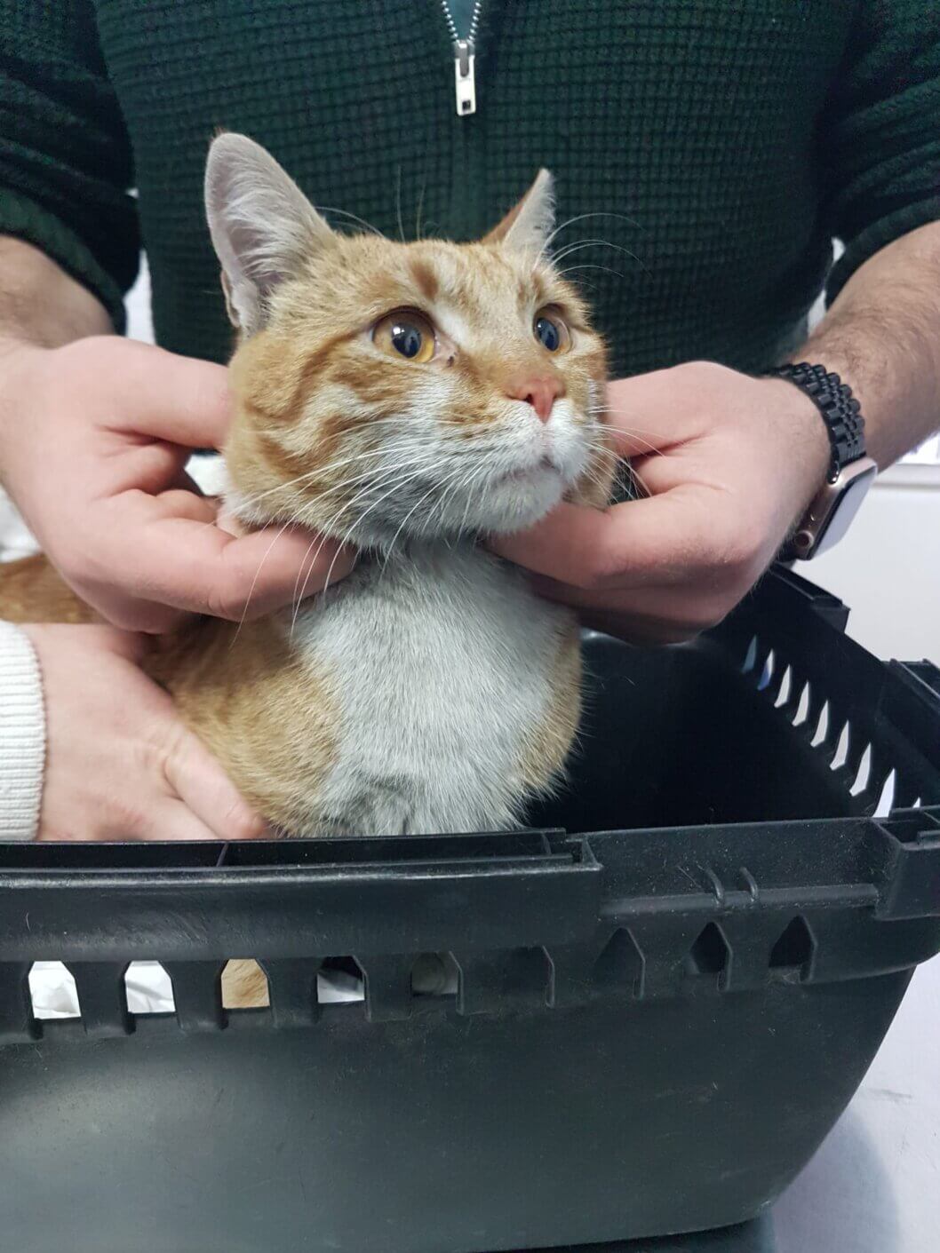 Earthquake Updates: PETA UK’s Rescuing Cats, Dogs, and Birds Trapped ...