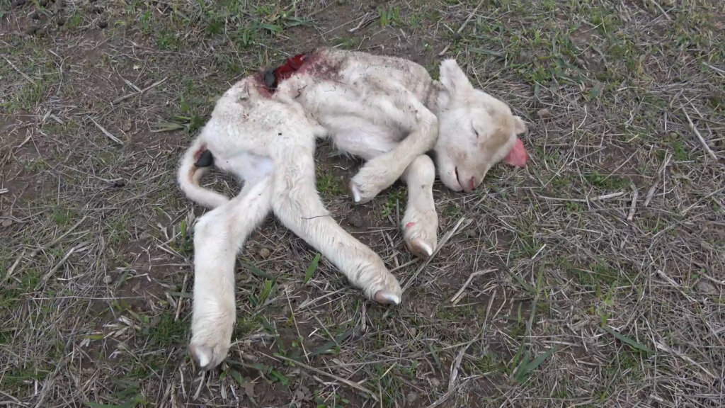 The Life of a 'Winter Lamb' - News - PETA Australia