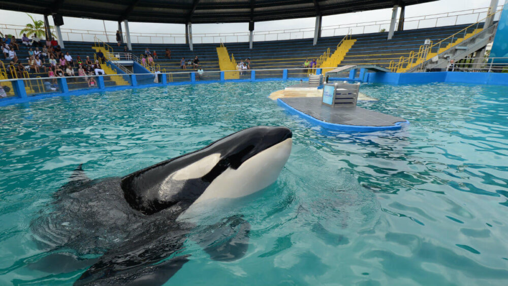 World’s Loneliest Captive Orca, Lolita, Dies - News - PETA Australia