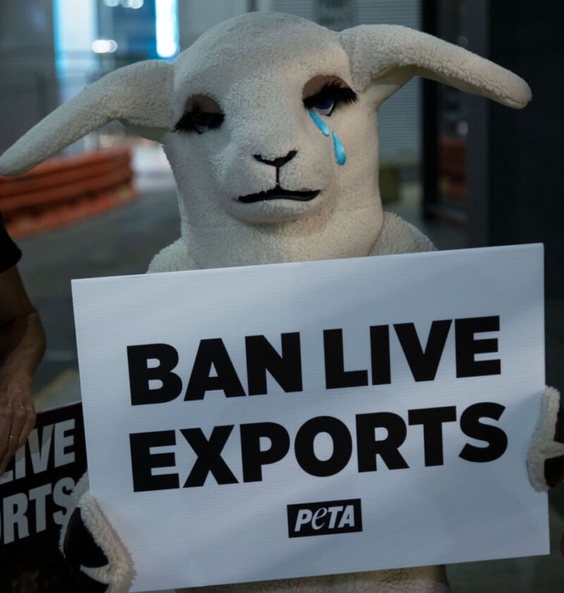 Lucy the Live-Export Sheep Hits the Campaign Trail - News - PETA Australia