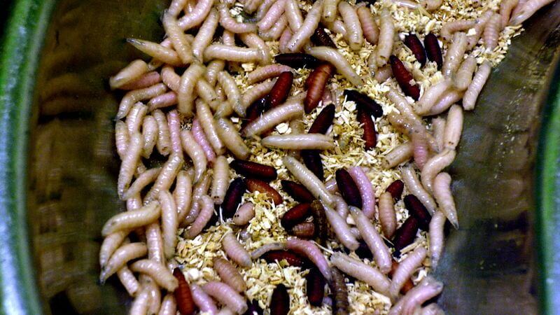 ‘Chick Maggot’: Woman Finds Wriggling Larvae in Chicken Tender - News ...