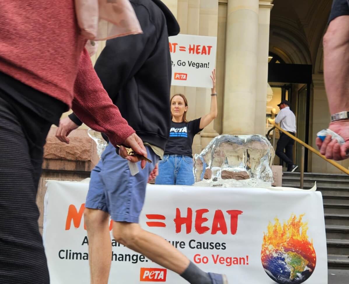 Melting Ice Animals Highlight Link Between Diet and Climate Change ...