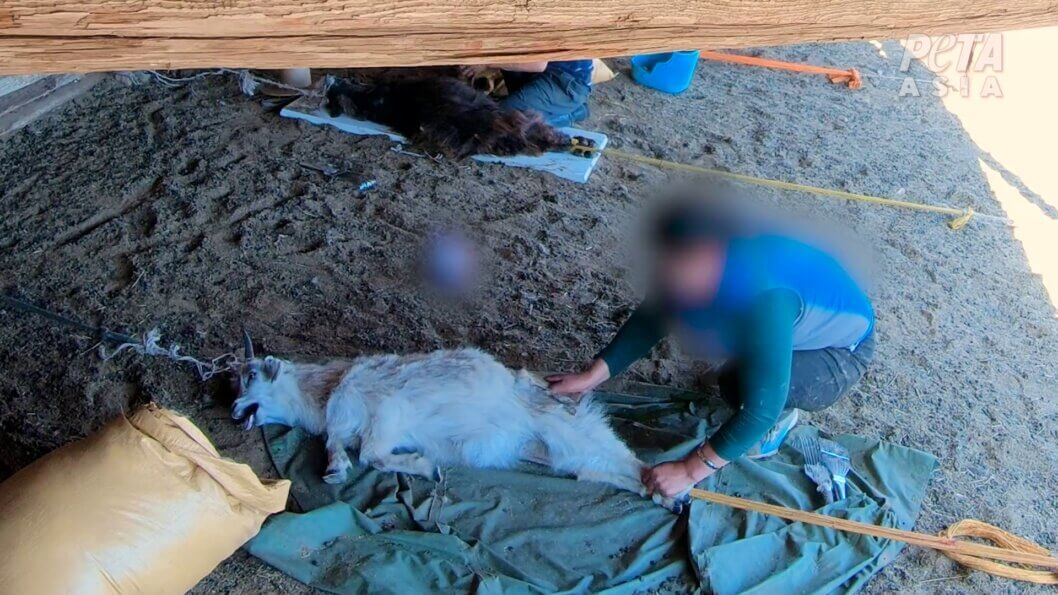 What Dirty Secrets Are Stitched Into a Cashmere Scarf? - News - PETA ...