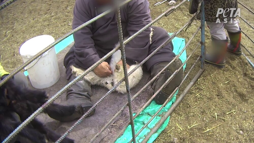 What Dirty Secrets Are Stitched Into a Cashmere Scarf? - News - PETA ...