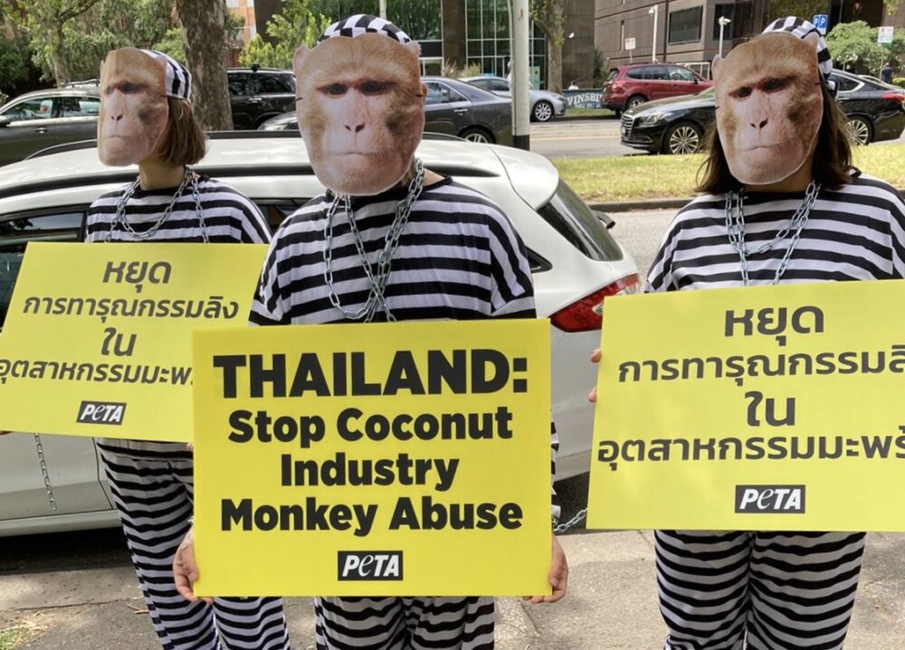 Chained ‘Monkeys’ in Melbourne Protest Forced Labour - News - PETA ...