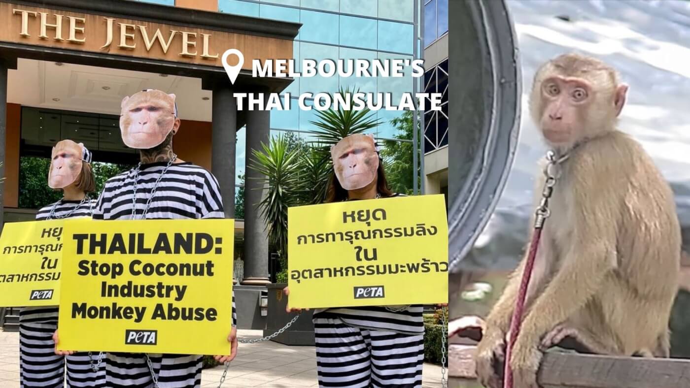 Chained ‘Monkeys’ in Melbourne Protest Forced Labour - News - PETA ...
