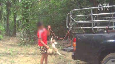 Baby Monkeys Kidnapped, Chained, and Abused for Coconut Milk - News ...
