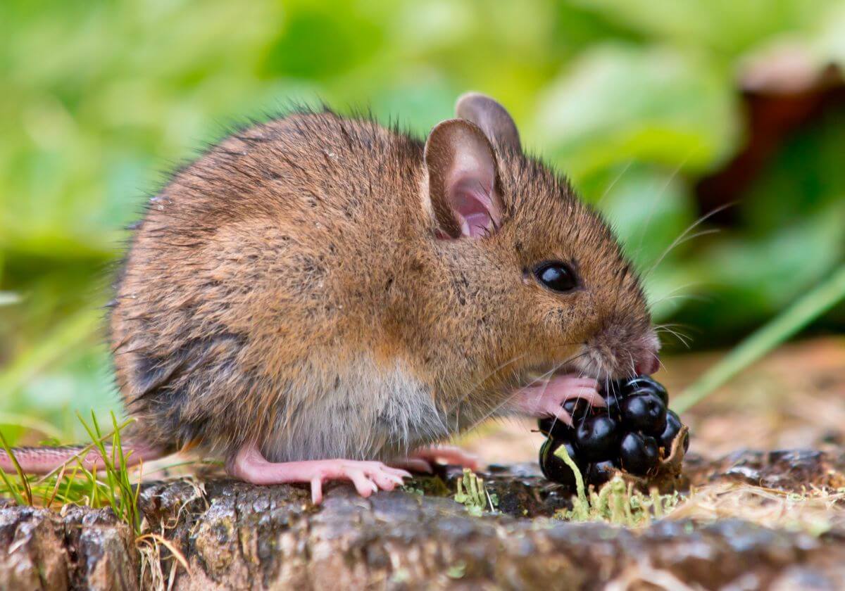 PETA and NZAVS Work to Ban the Cruel Forced Swim Test in New Zealand ...