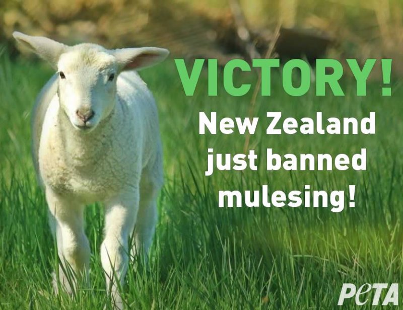 New Zealand Bans Mulesing! - News - PETA Australia