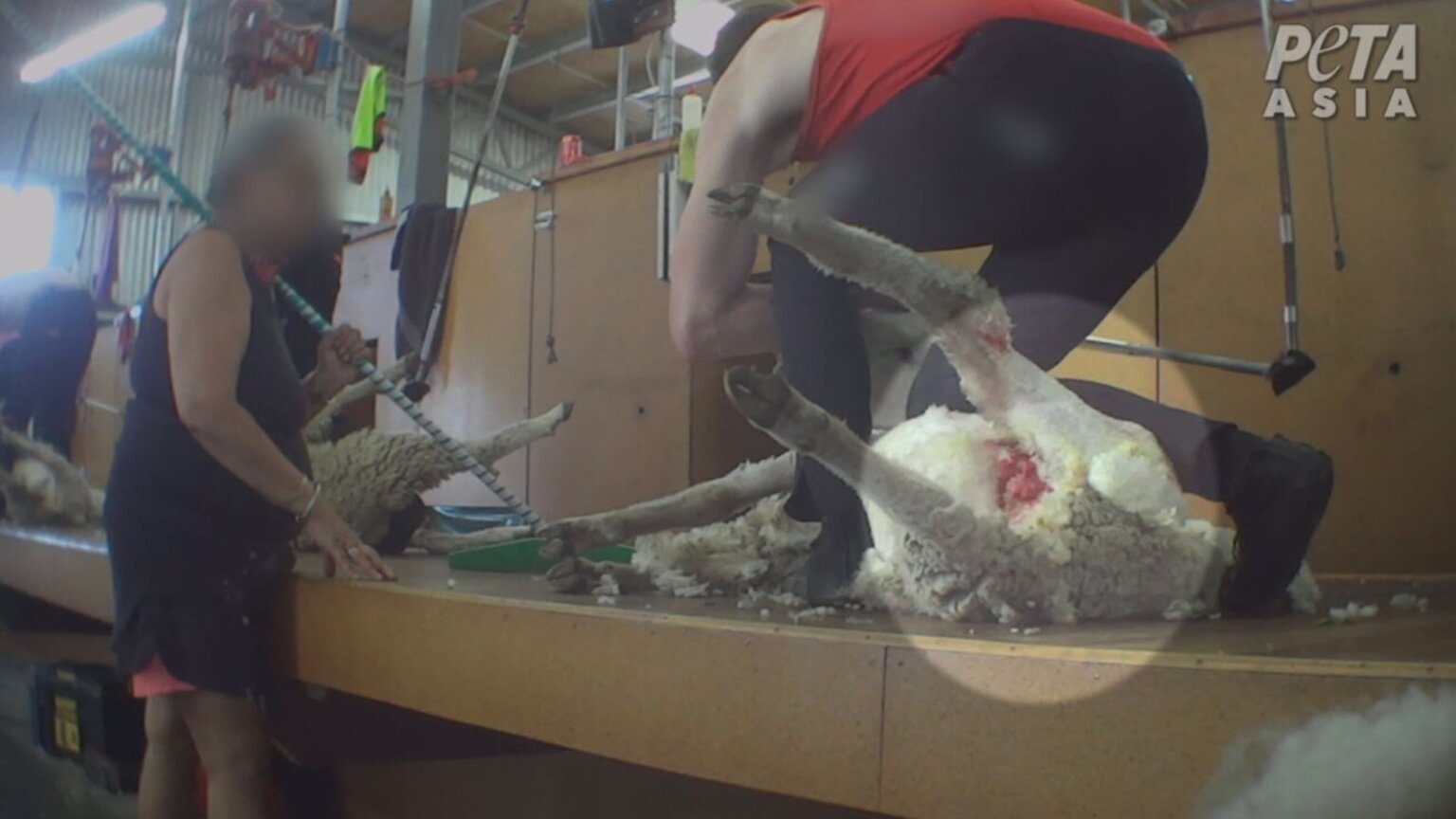 Labeling Lies Exposed in More New Zealand Wool Industry Footage - News ...