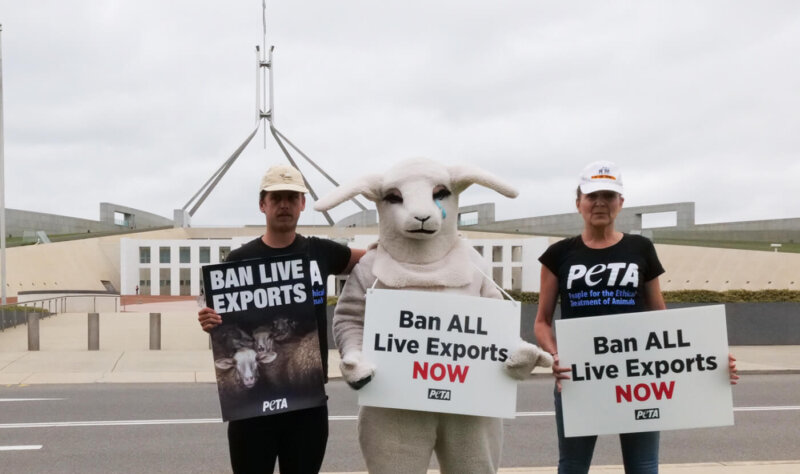 ‘Sheep’ Sets Sail in Canberra Lake to Protest Live Export - News - PETA ...