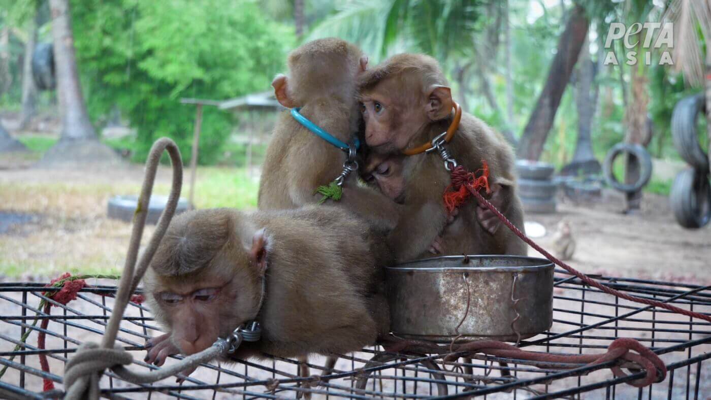 New PETA Exposé Reveals Thailand’s Heartbreaking Baby Monkey ‘Schools ...