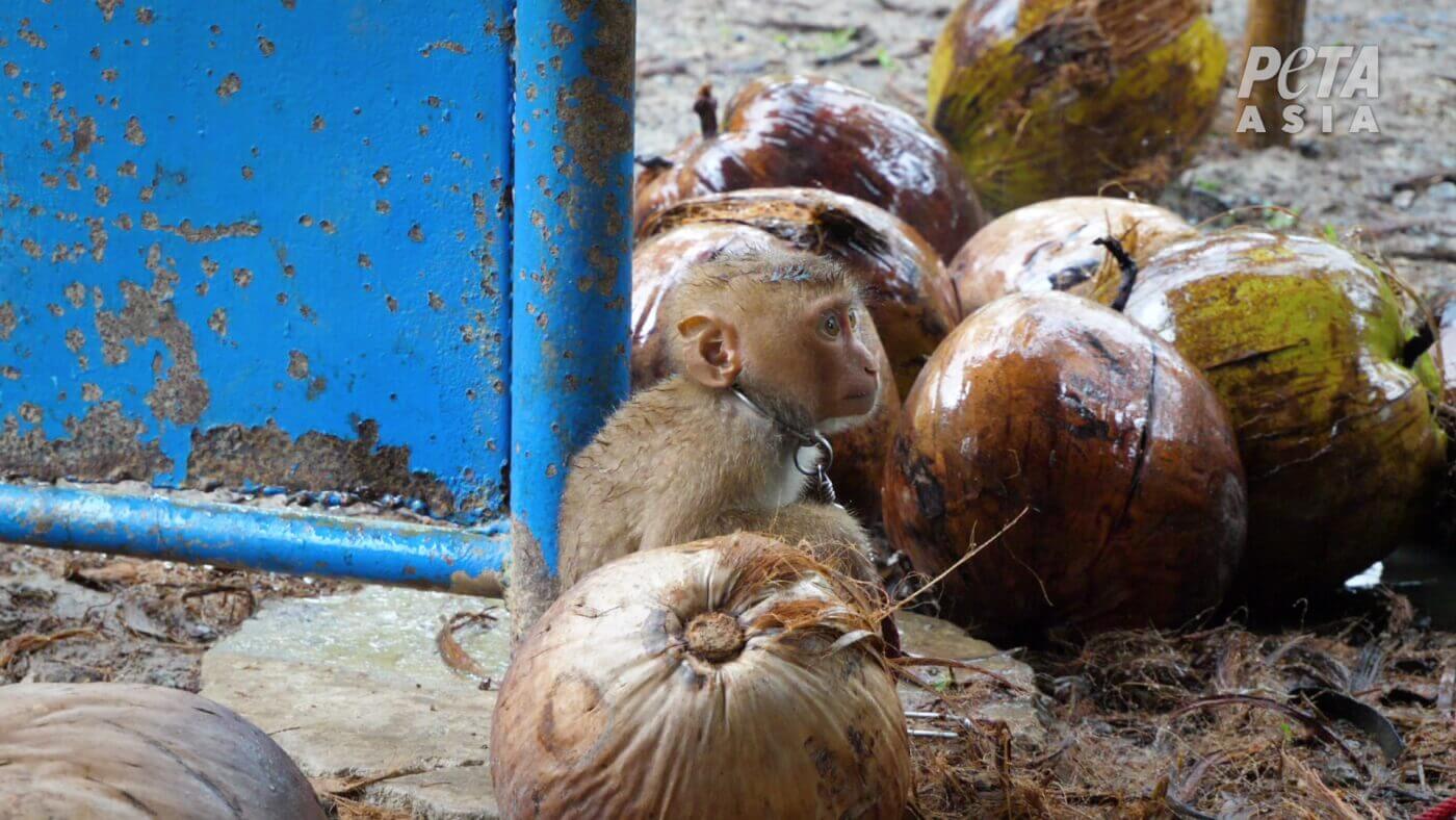 New PETA Exposé Reveals Thailand’s Heartbreaking Baby Monkey ‘Schools’ - News - PETA Australia