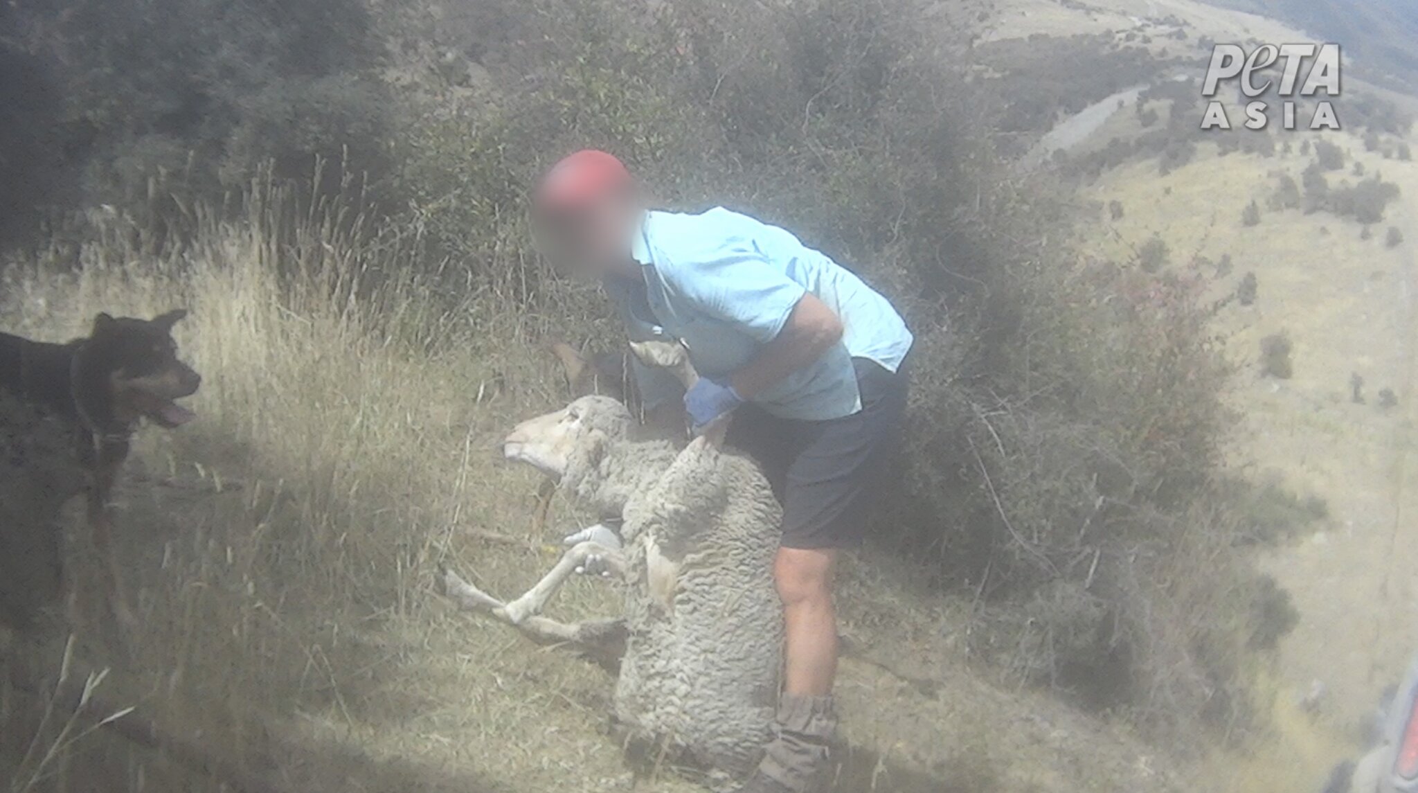 World’s First New Zealand Wool Investigation Exposes “Ethical” Scam ...