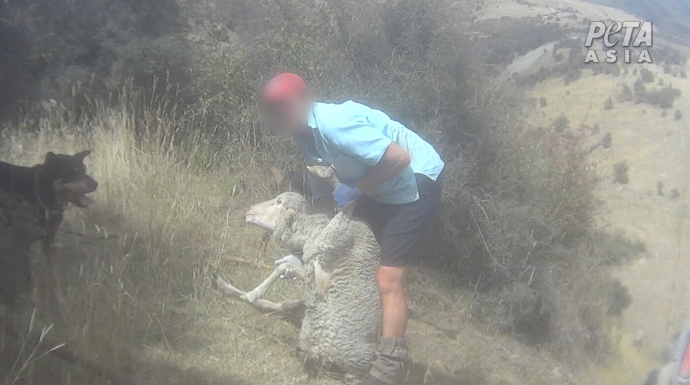 World’s First New Zealand Wool Investigation Exposes “Ethical” Scam ...