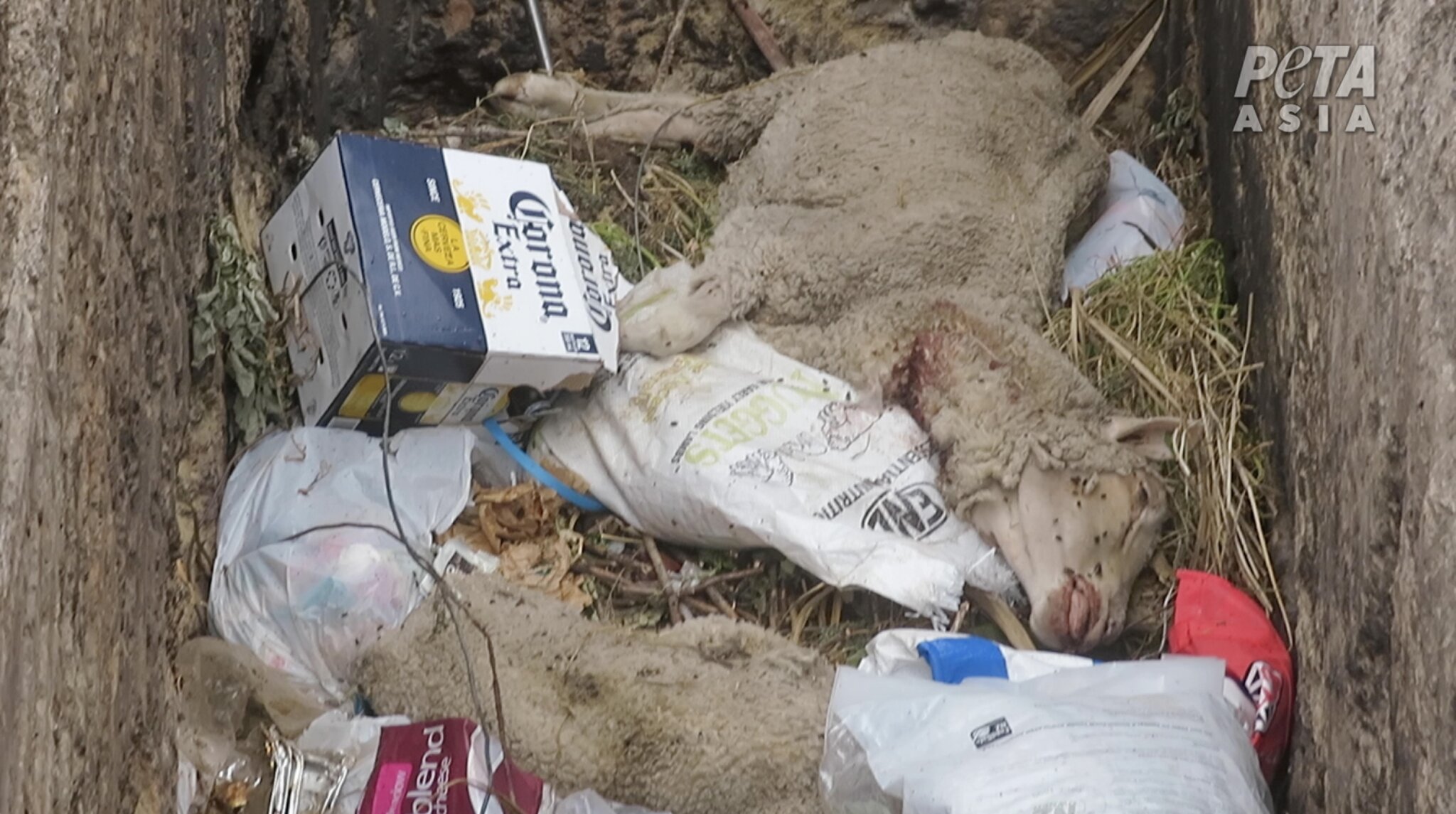 World’s First New Zealand Wool Investigation Exposes “Ethical” Scam ...