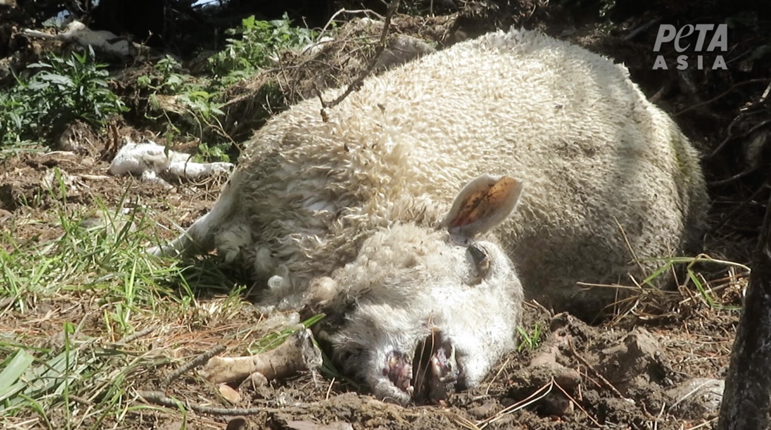 World’s First New Zealand Wool Investigation Exposes “Ethical” Scam ...