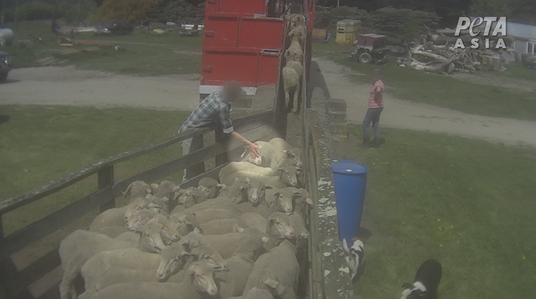 World’s First New Zealand Wool Investigation Exposes “Ethical” Scam ...