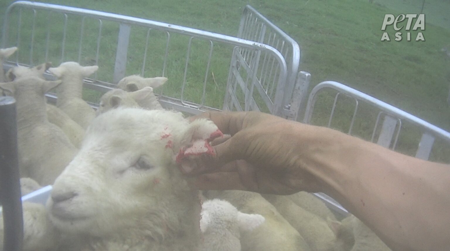 World’s First New Zealand Wool Investigation Exposes “Ethical” Scam ...