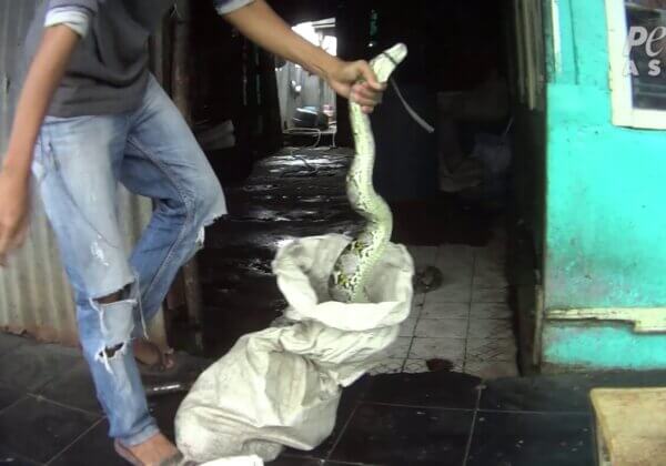 People for the Ethical Treatment of Animals | Animal Rights in Australia