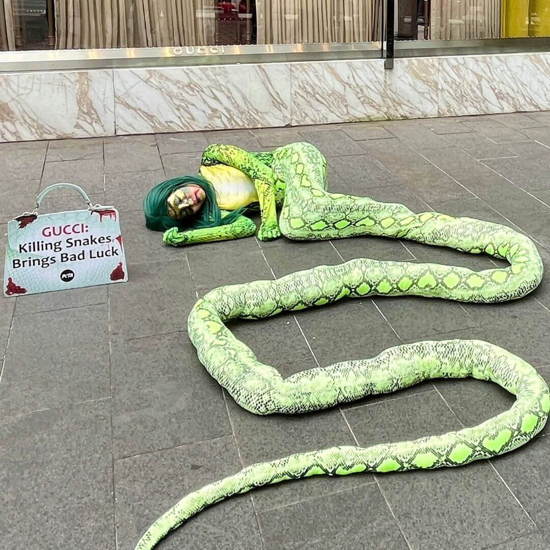 New Footage: Pythons Skinned for Snakeskin Accessories - News - PETA ...