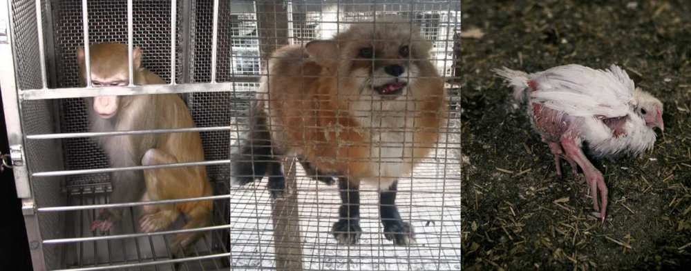 PETA Is Finding Ways Not to Slow Down Because Animals STILL Need Our ...