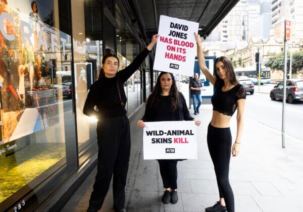 PETA | Animal Rights in Australia