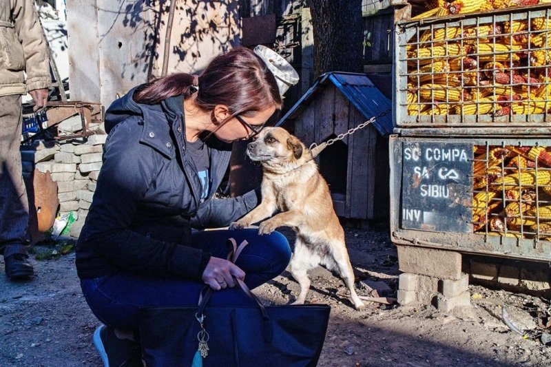The Plight of Dogs in Romania – and How to Help Them - News - PETA ...