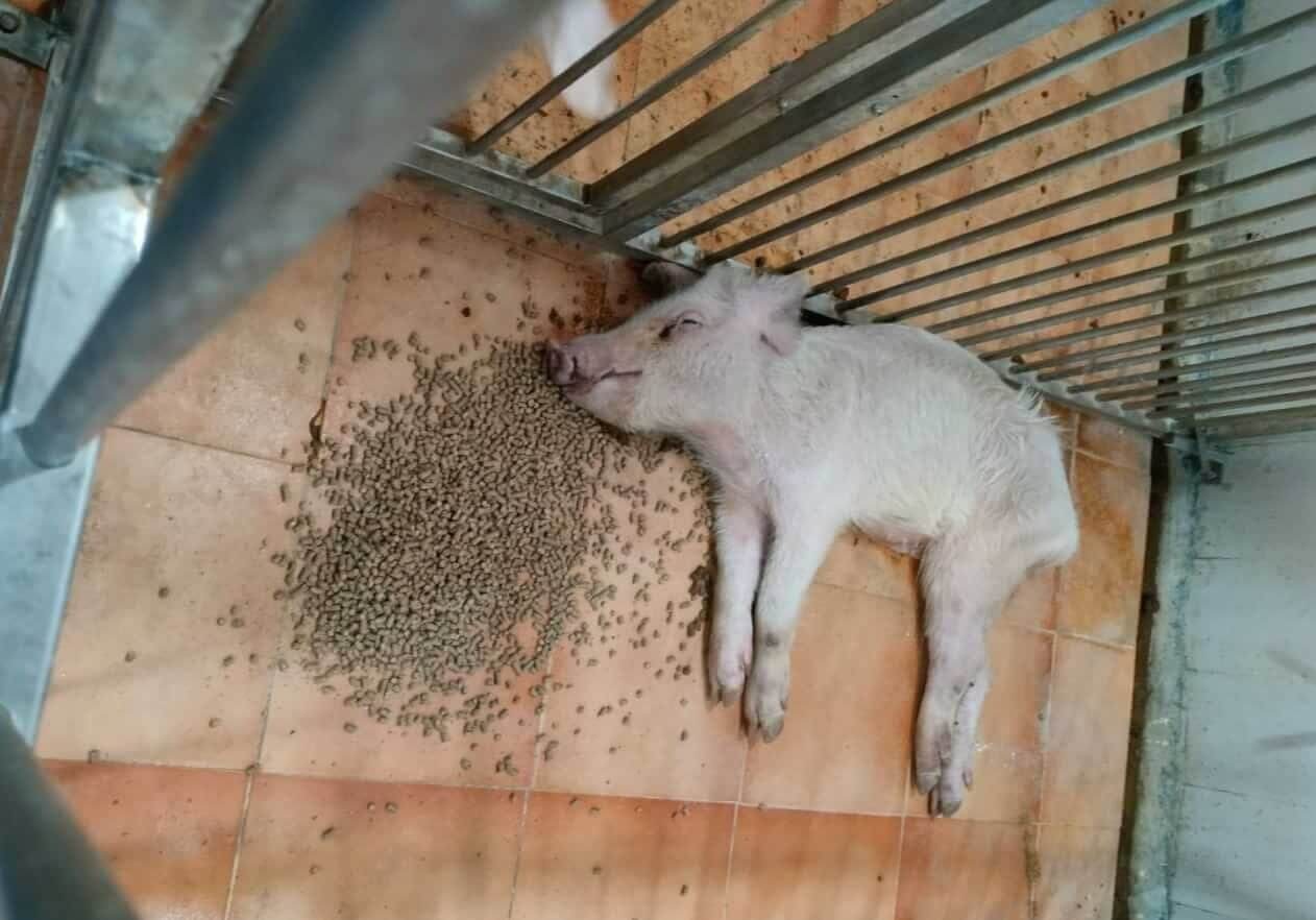 Exposé of Indian Laboratory Reveals Bloodied Dogs and Pigs - News ...