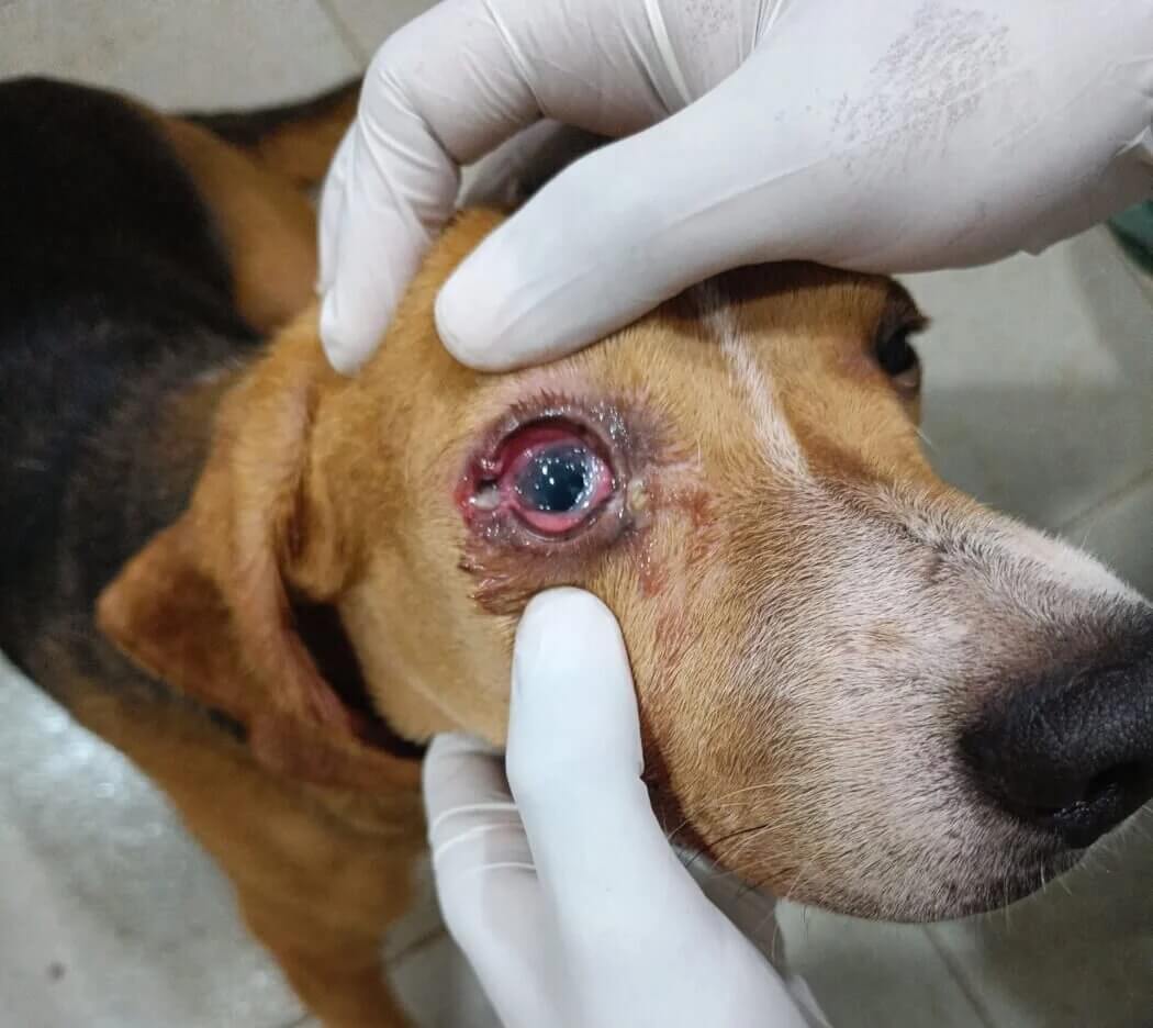 Exposé of Indian Laboratory Reveals Bloodied Dogs and Pigs - News ...