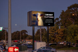 "I am Not Clothing" - New PETA Billboard Celebrates Sheep as ...