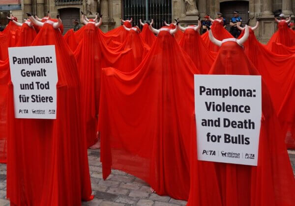 PETA | Animal Rights in Australia