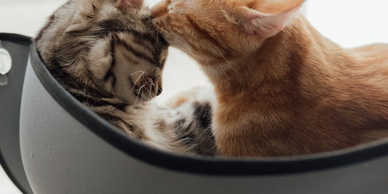 VIDEO: CGI Film 'Bertie the Elephant' Will Blow Your Mind