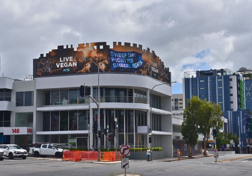 Sheep Rights Billboard Campaign Fires Up Lamb-Eating Aussies - News ...