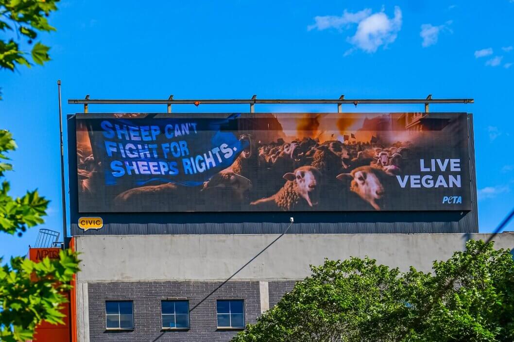 Sheep Rights Billboard Campaign Fires Up Lamb-Eating Aussies - News ...
