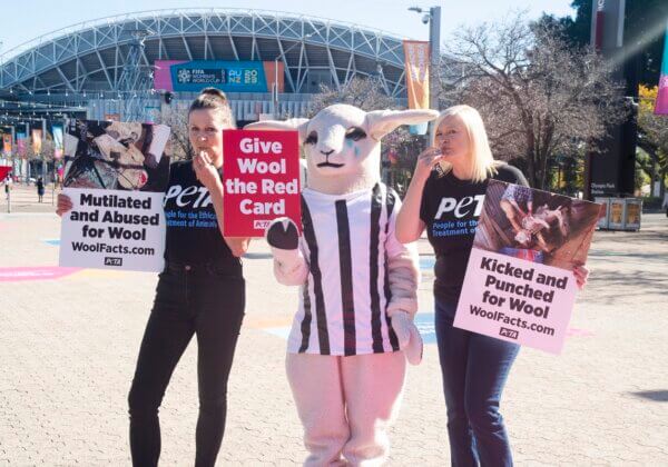 Every Wool Jumper Has a Past – Wool in Reverse Viral Video - News ...