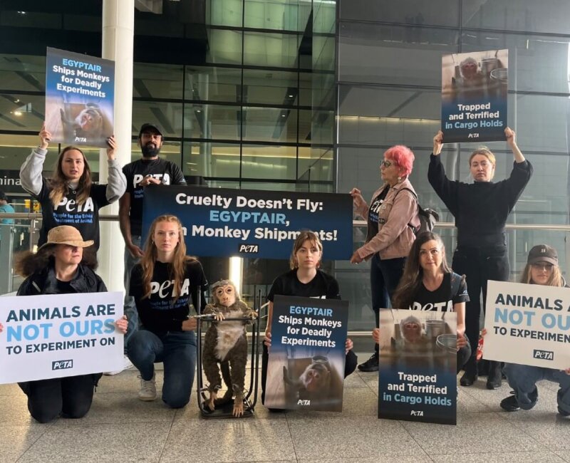 EGYPTAIR Ends Transport of Monkeys to Laboratories After PETA Campaign ...