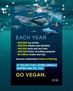 Whales Continue to be Entangled and Die in Fishing Gear - News - PETA ...