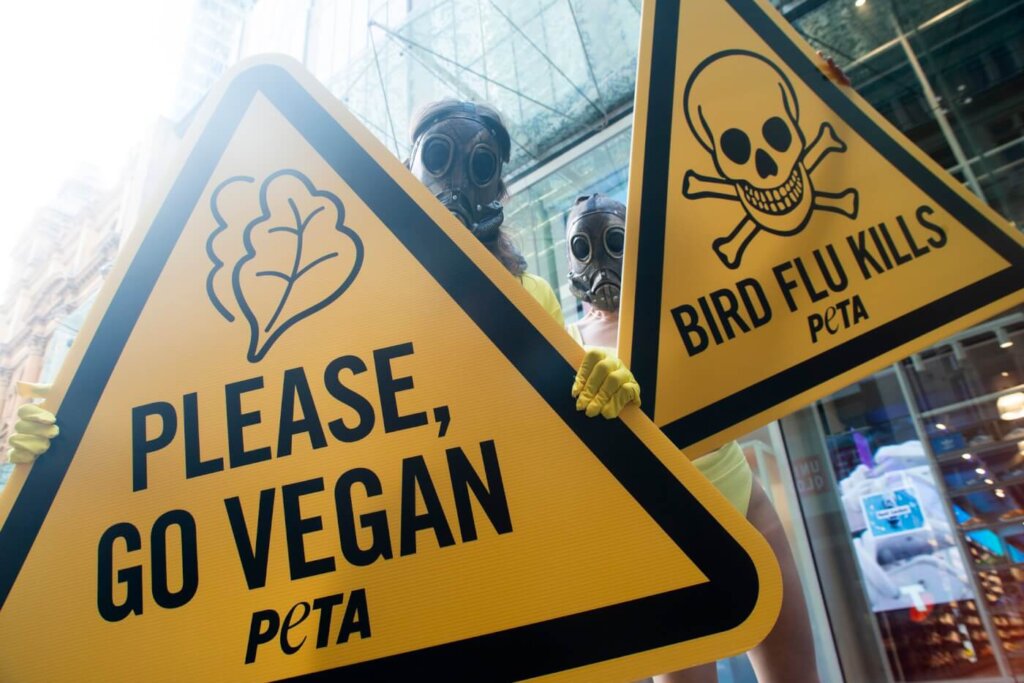 PETA’s 'Chickens' Take Dire Bird Flu Warning to City Centre - News ...