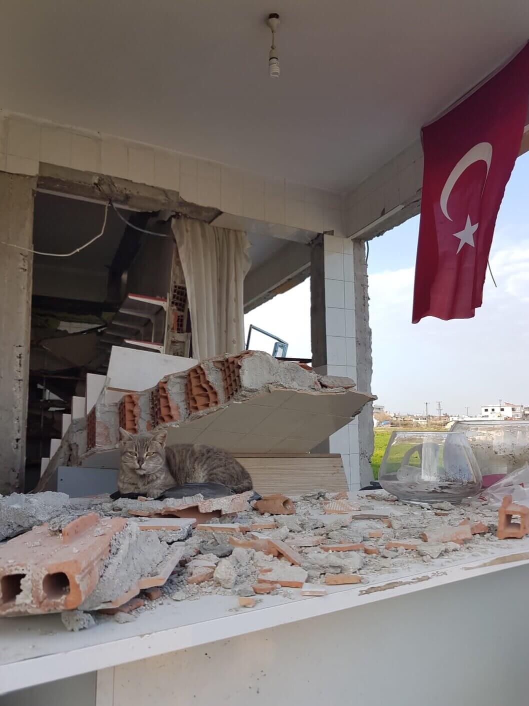 Earthquake Updates: PETA UK’s Rescuing Cats, Dogs, and Birds Trapped ...